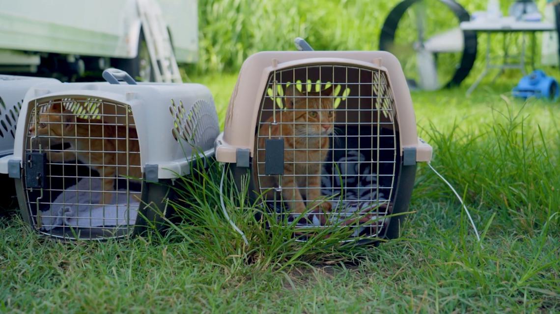 200 rescued cats in Manatee County need to be adopted | wtsp.com
