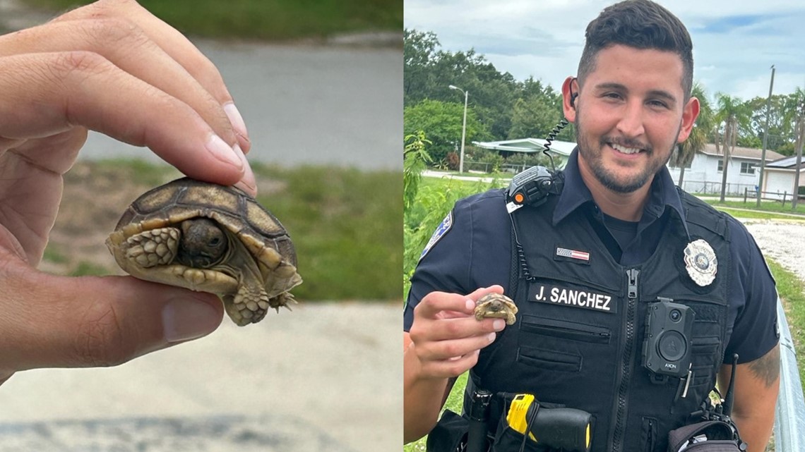 Taco the Turtle rescued by Bradenton police officers | wtsp.com