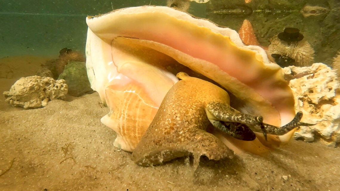 Florida Keys groundhog conch agrees with Punxsutawney Phil | wtsp.com