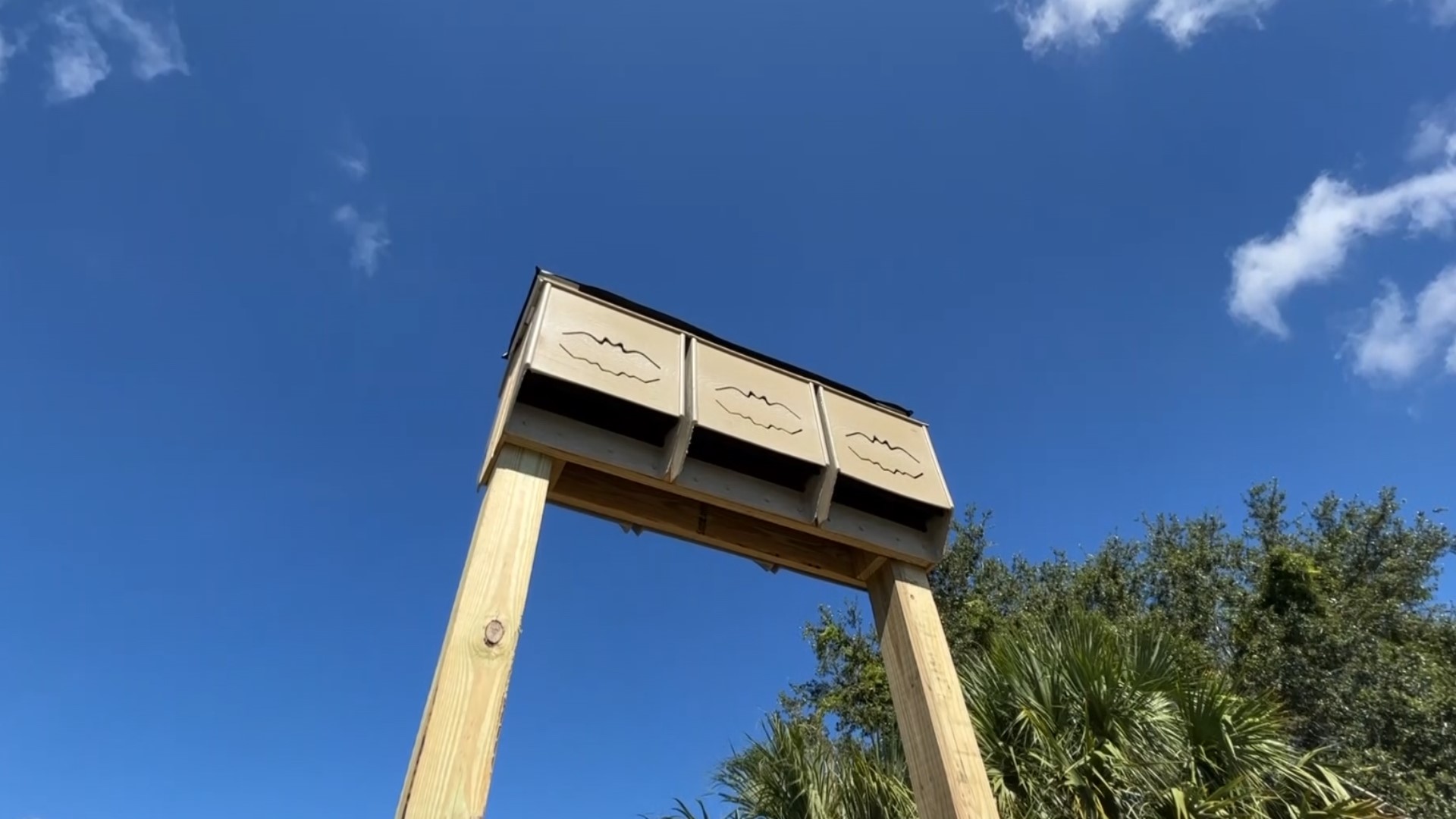 Scouts install bat condos for mosquito control in Manatee County | wtsp.com