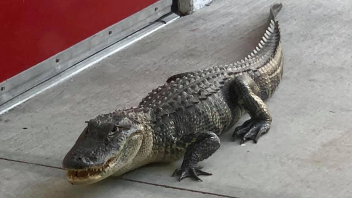 Gator visits south Florida fire station | wtsp.com