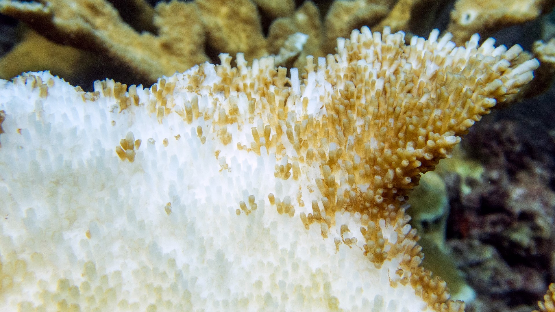 Scientists breed Honduras coral with ones here to stop bleaching | wtsp.com