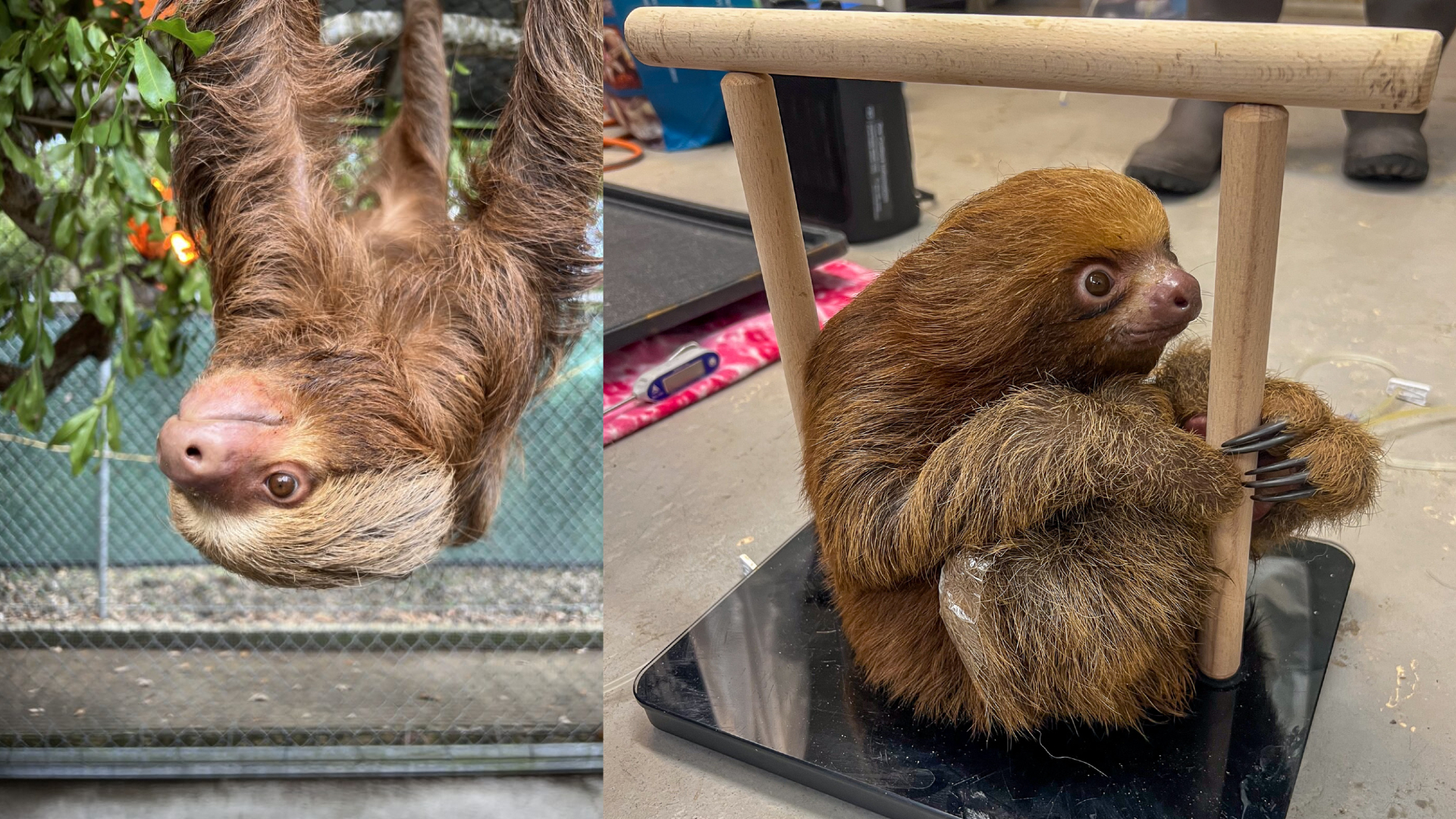 Florida halts sloth imports amid investigation into 'Sloth World ...