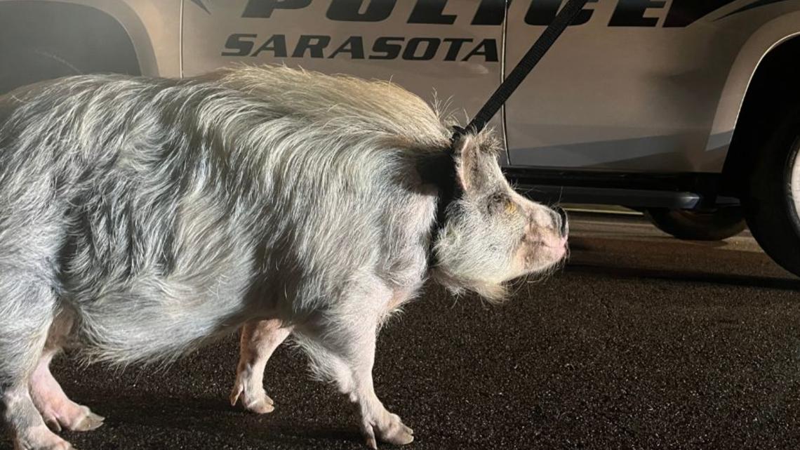 Sarasota police looking for owner of pot-bellied pig found walking ...