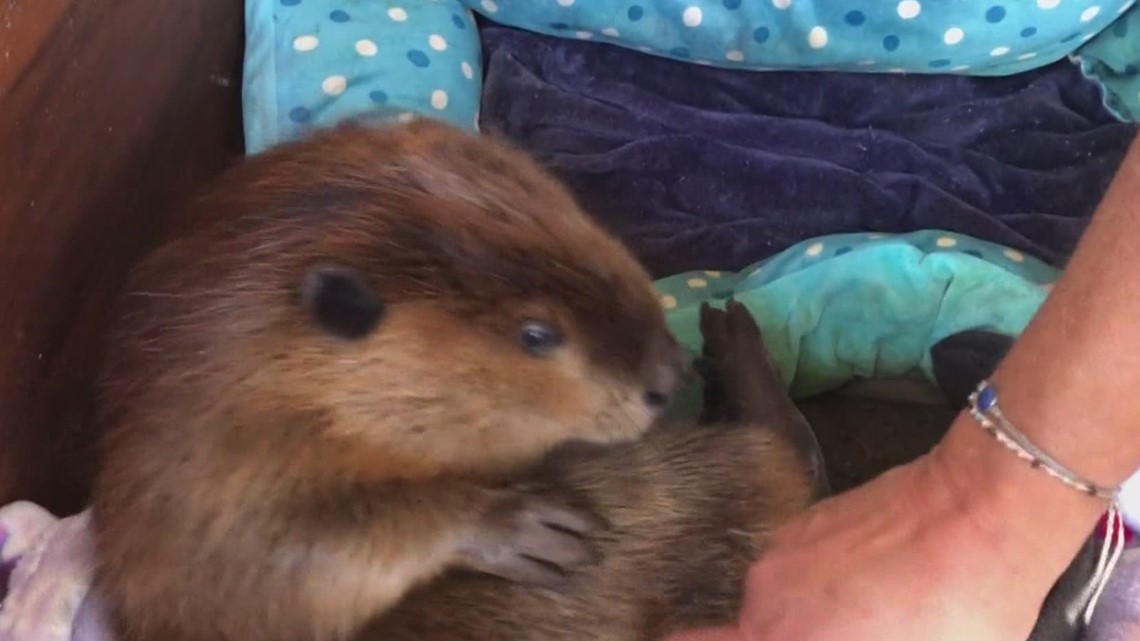 Baby beaver recovering at Owl's Nest Sanctuary for Wildlife | wtsp.com