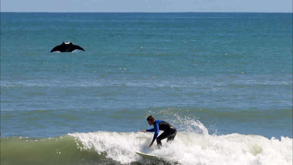Giant manta ray surprises everyone in Florida surfing photo | wtsp.com