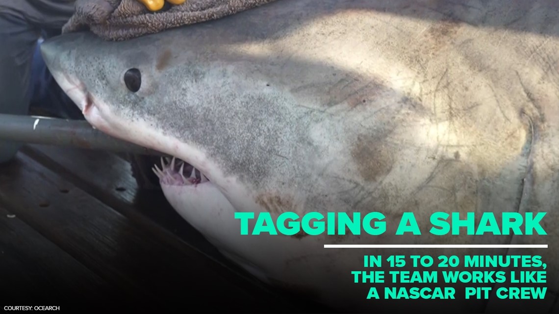 Ocearch tags great white shark to monitor movement for next 10 years ...
