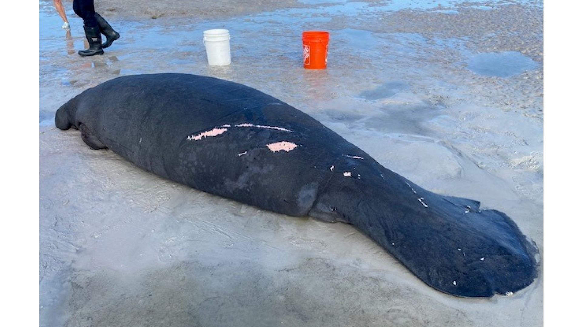 11-foot manatee found stranded on Bird Island | wtsp.com