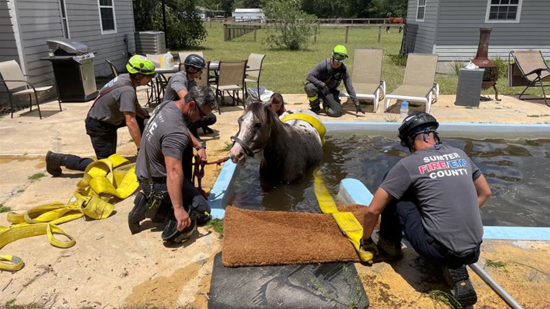 Photos: Florida firefighters rescue horse from swimming pool | wtsp.com