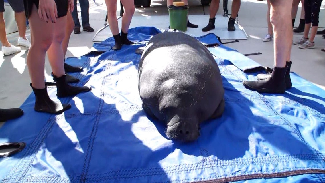 Manatee released after treatment for red tide exposure | wtsp.com