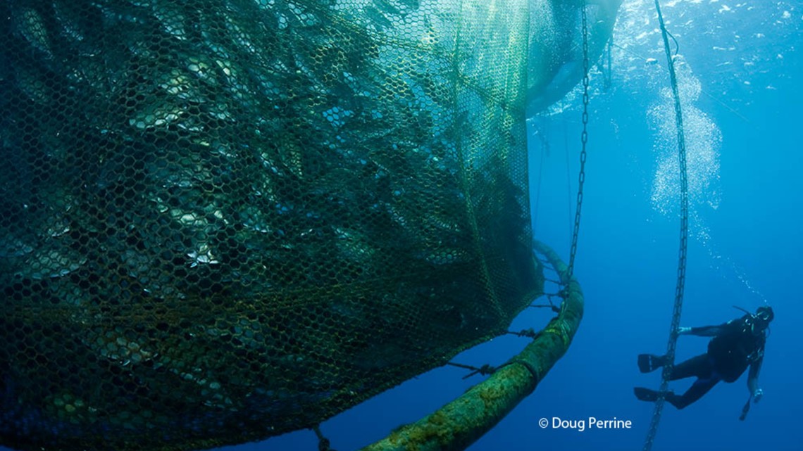 Kampachi Farms wants a fish farm in the Gulf of Mexico | wtsp.com