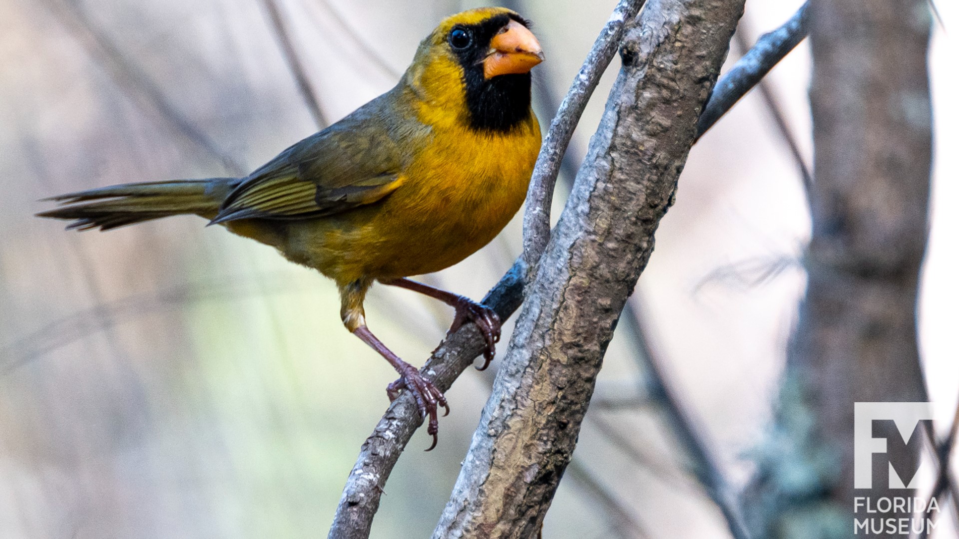 Yellow cardinal spotted in Florida, called one in a million | wtsp.com