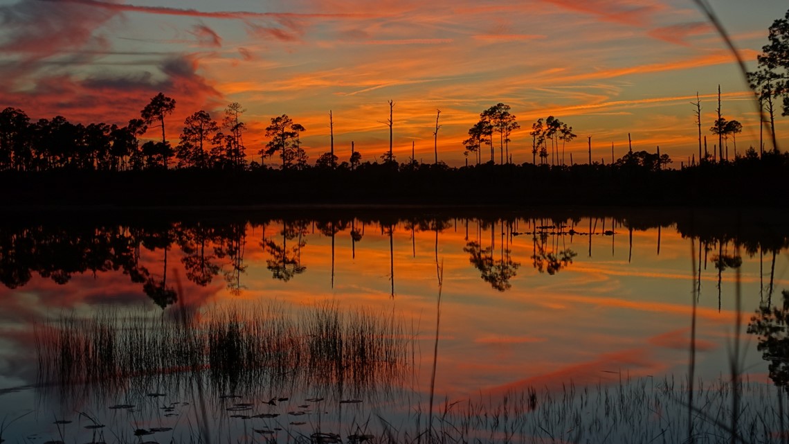 Florida Forests Week sheds light on the state's wilderness | wtsp.com