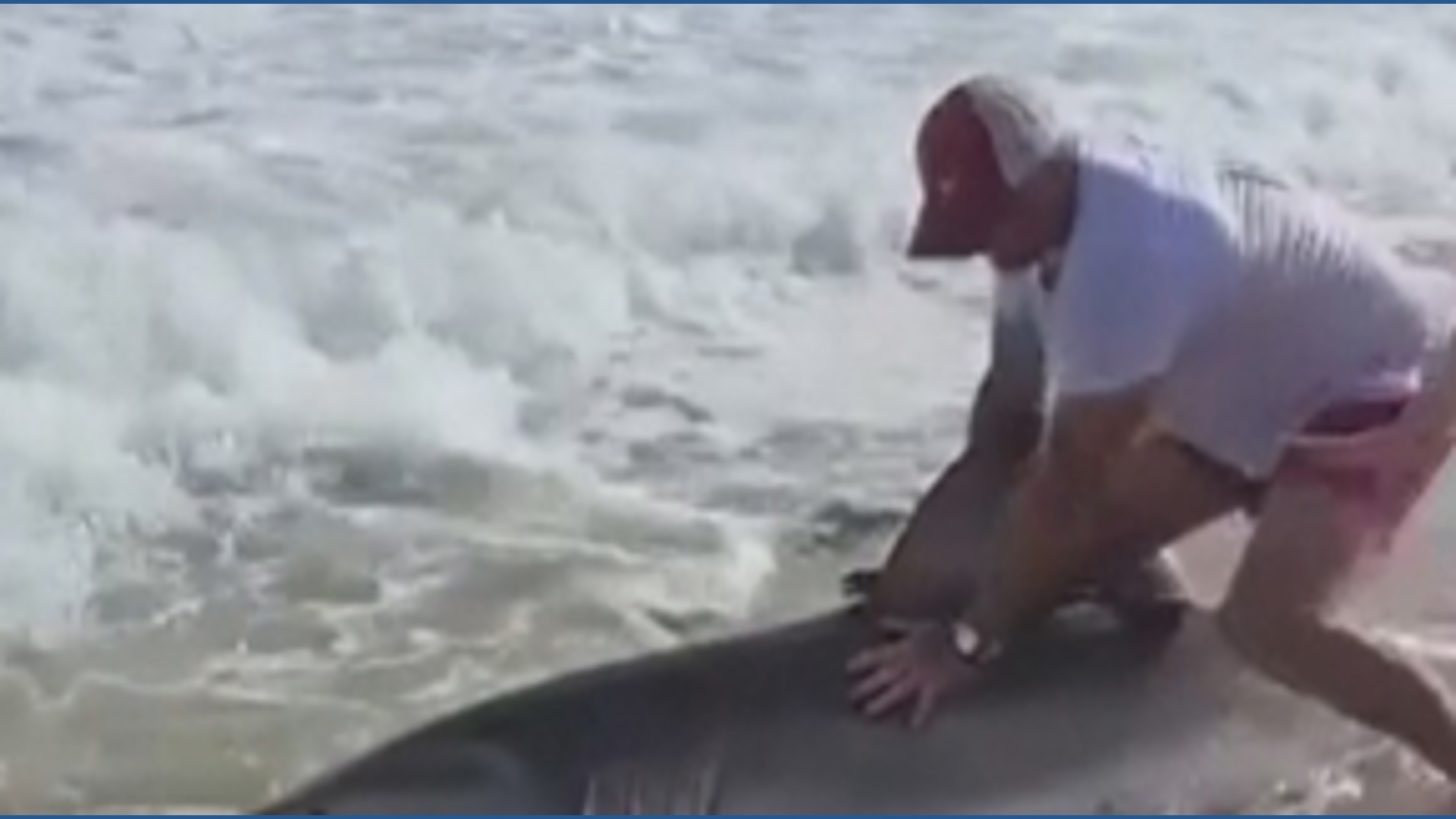 Fisherman reels in great white shark off coast of Massachusetts | wtsp.com