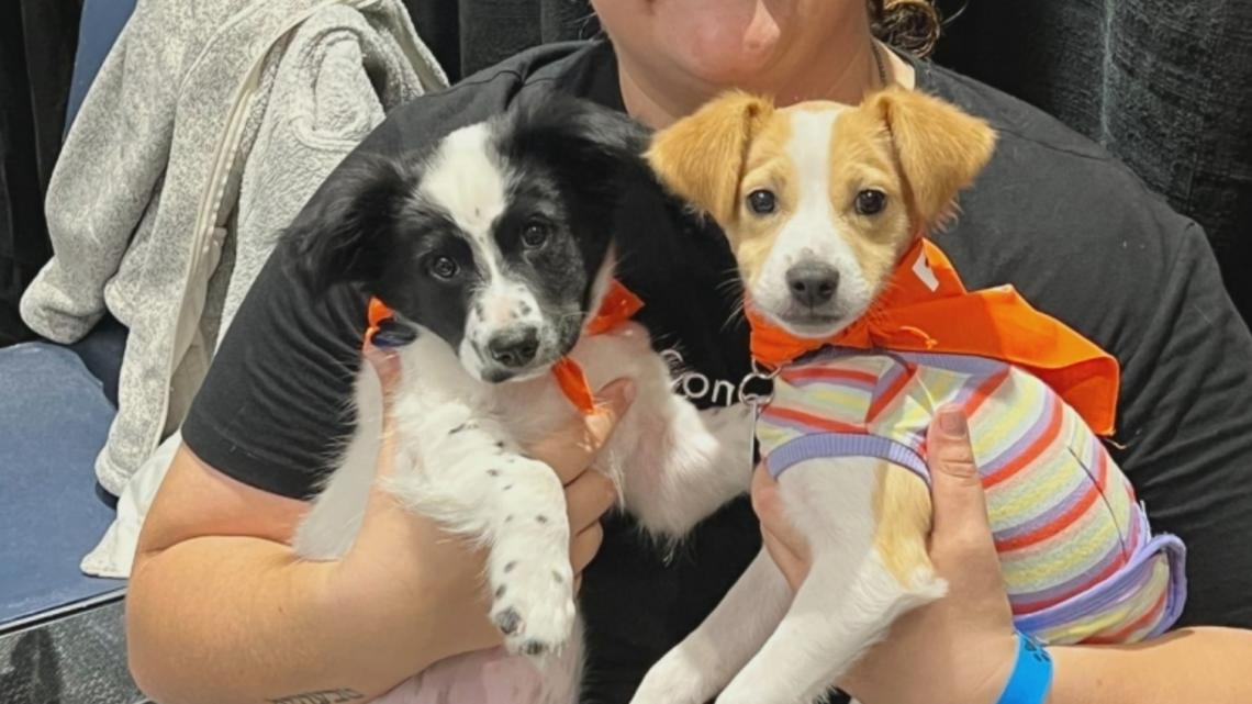 Puppy Bowl 2024: Two Tampa Bay area dogs playing | wtsp.com