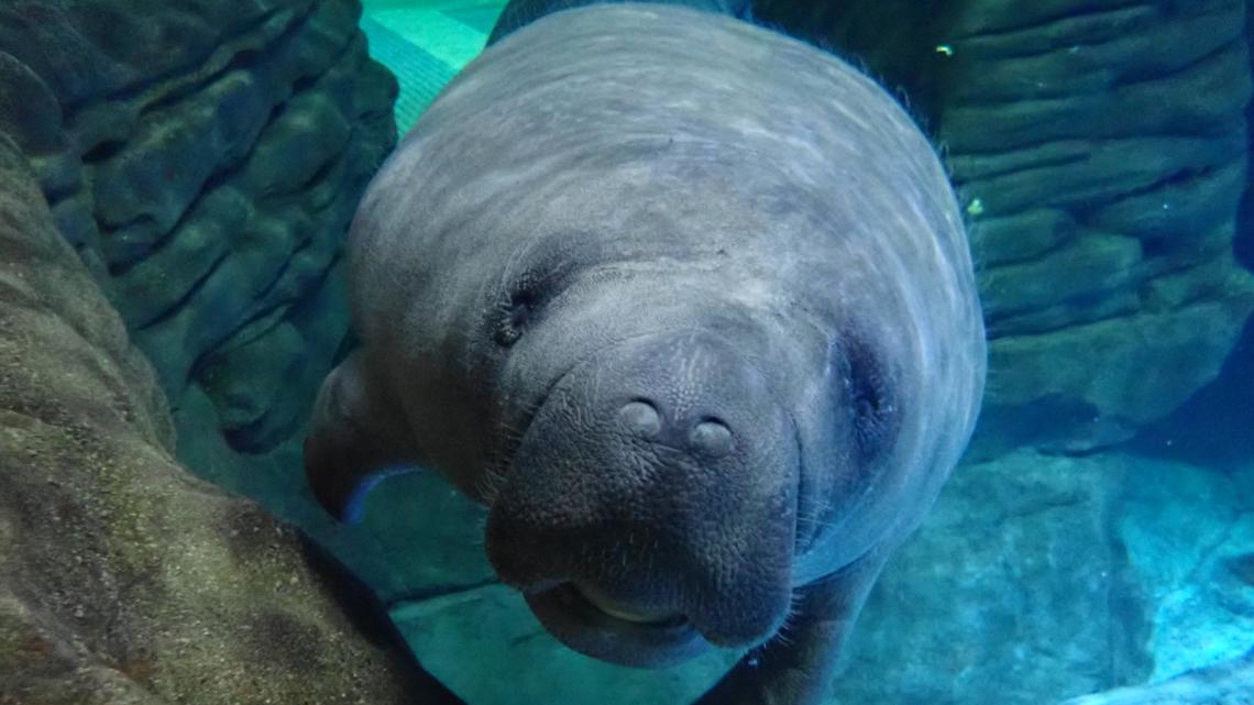 Manatees return to ZooTampa after rehabilitation in Ohio | wtsp.com