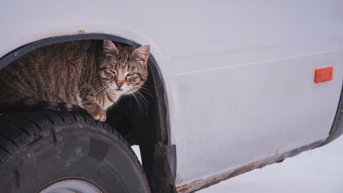 Check your car for animals looking to stay warm in the cold | wtsp.com