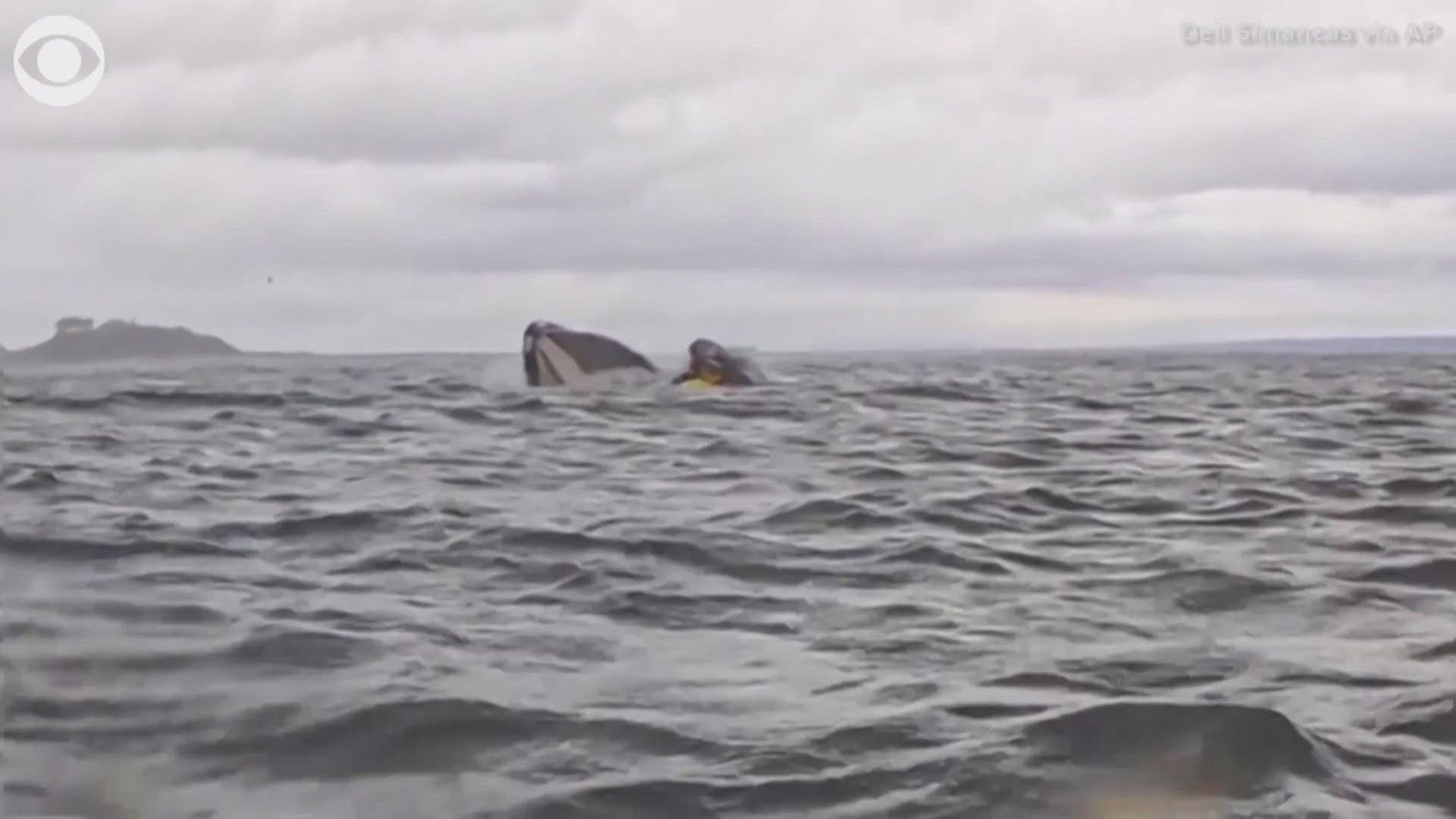 WATCH: Kayaker swallowed by whale off Chile escapes unharmed | wtsp.com
