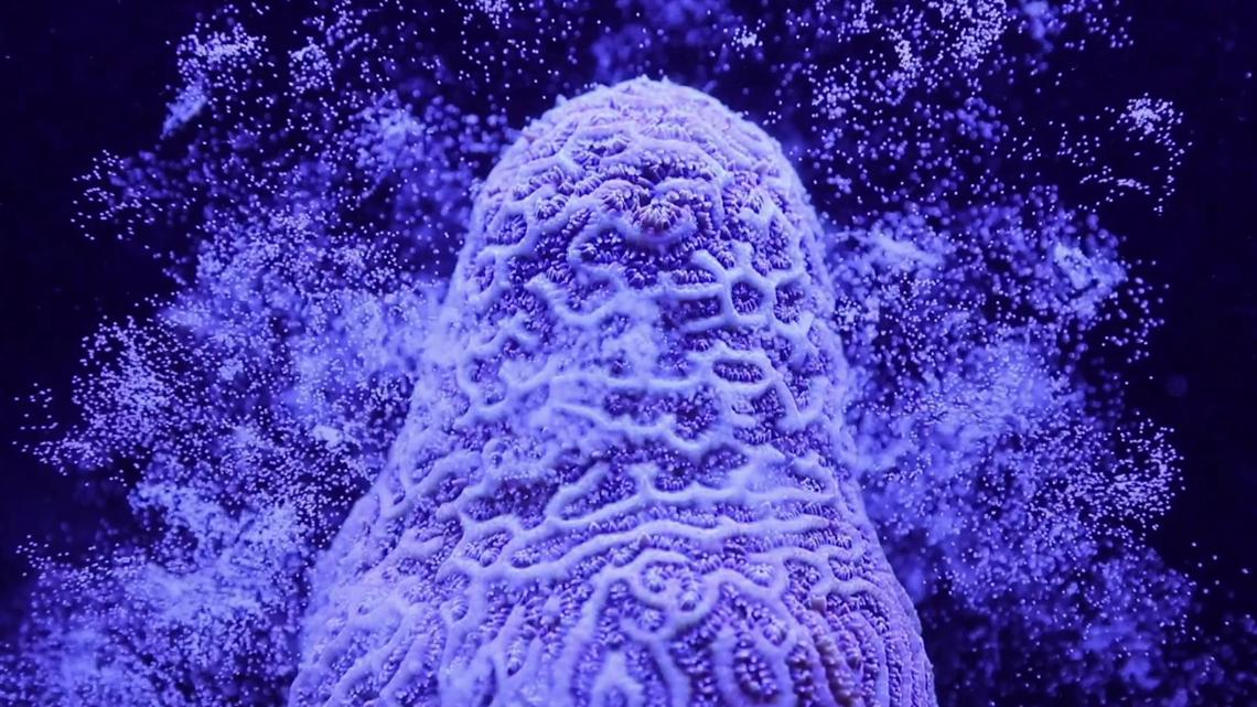Scientist, experts try to freeze coral to preserve it | wtsp.com