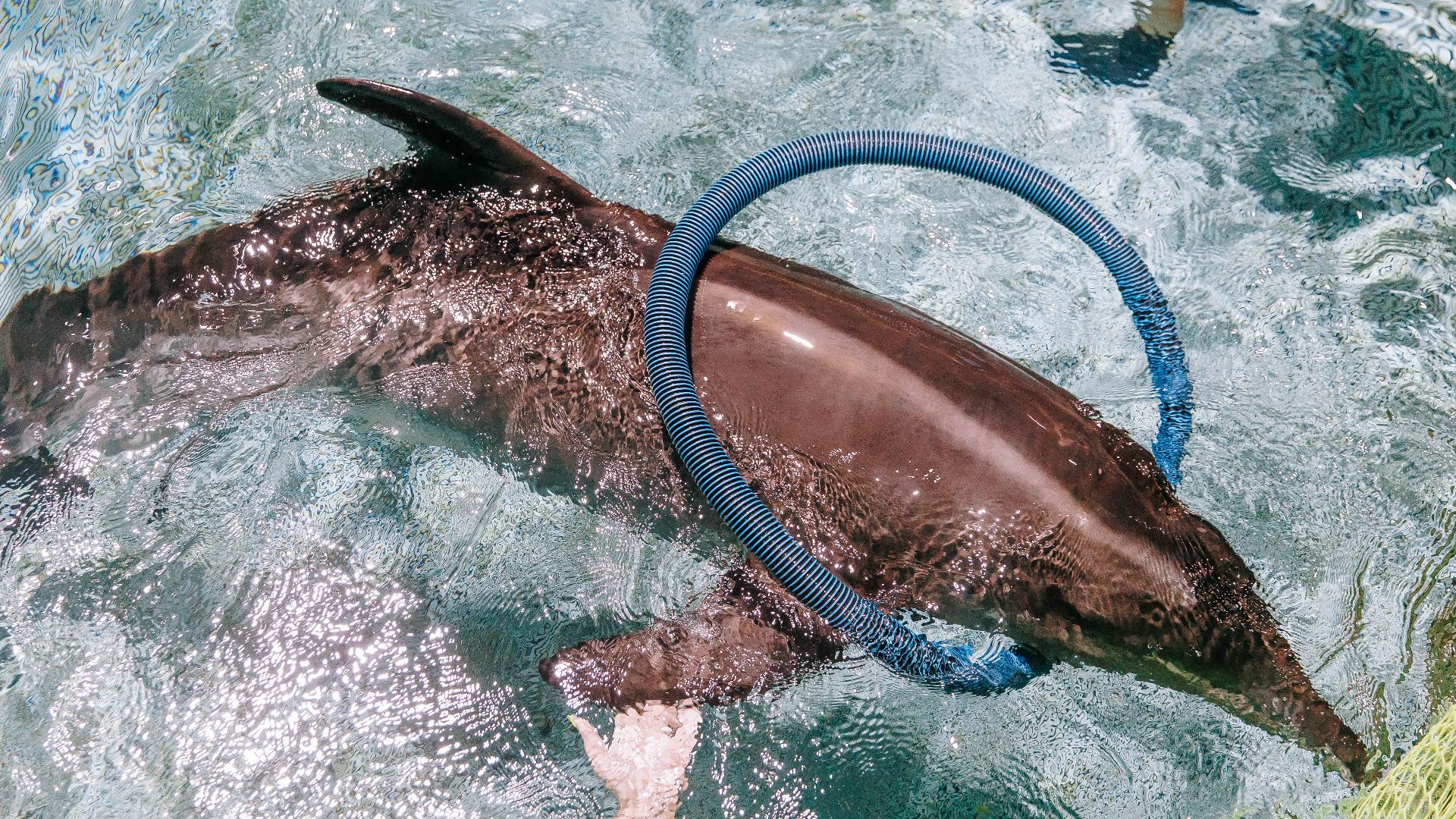 Dolphins taken to CMA from facility under investigation | wtsp.com