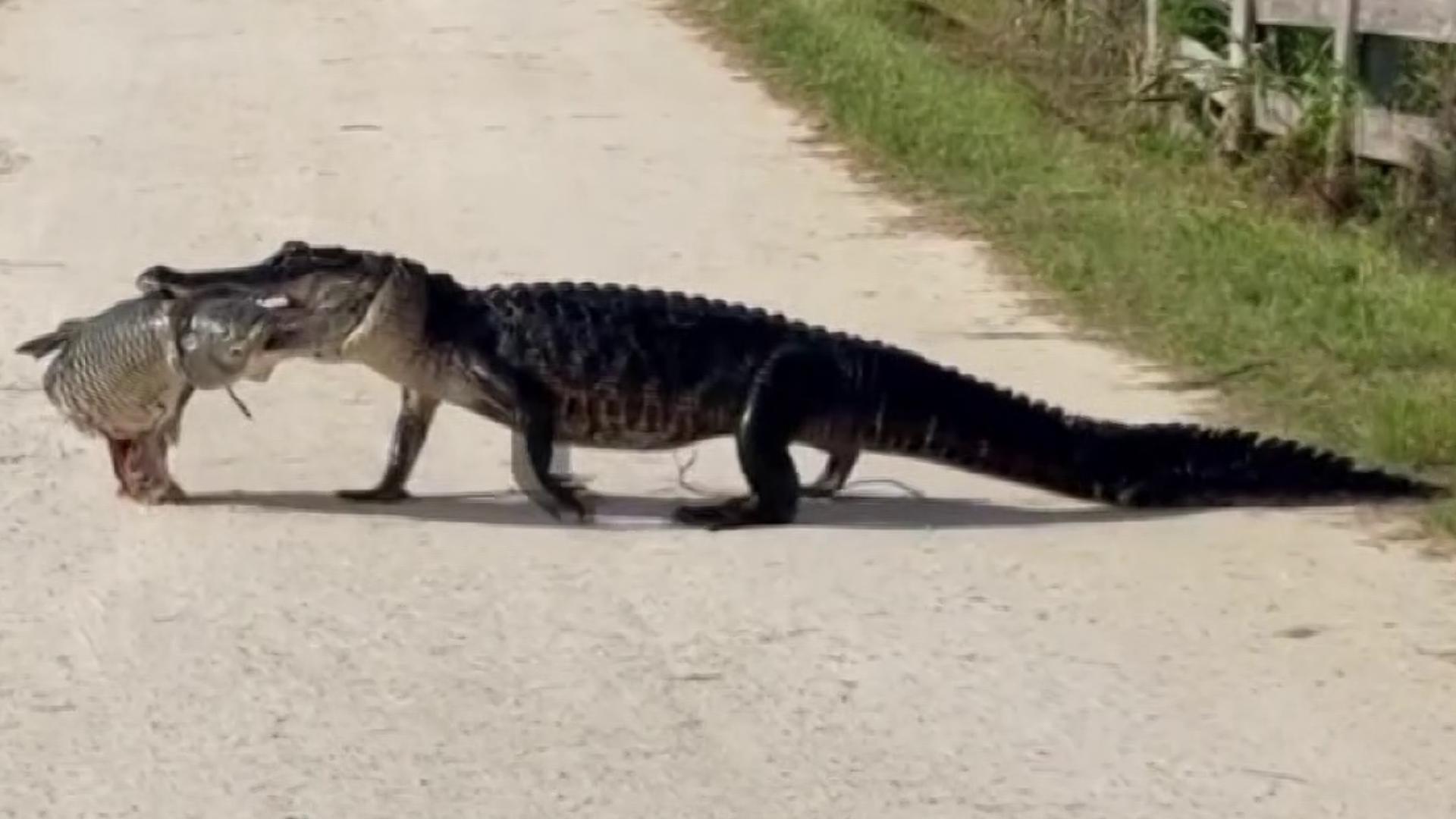 Video shows gator holding fish in its mouth, crossing street in Florida ...