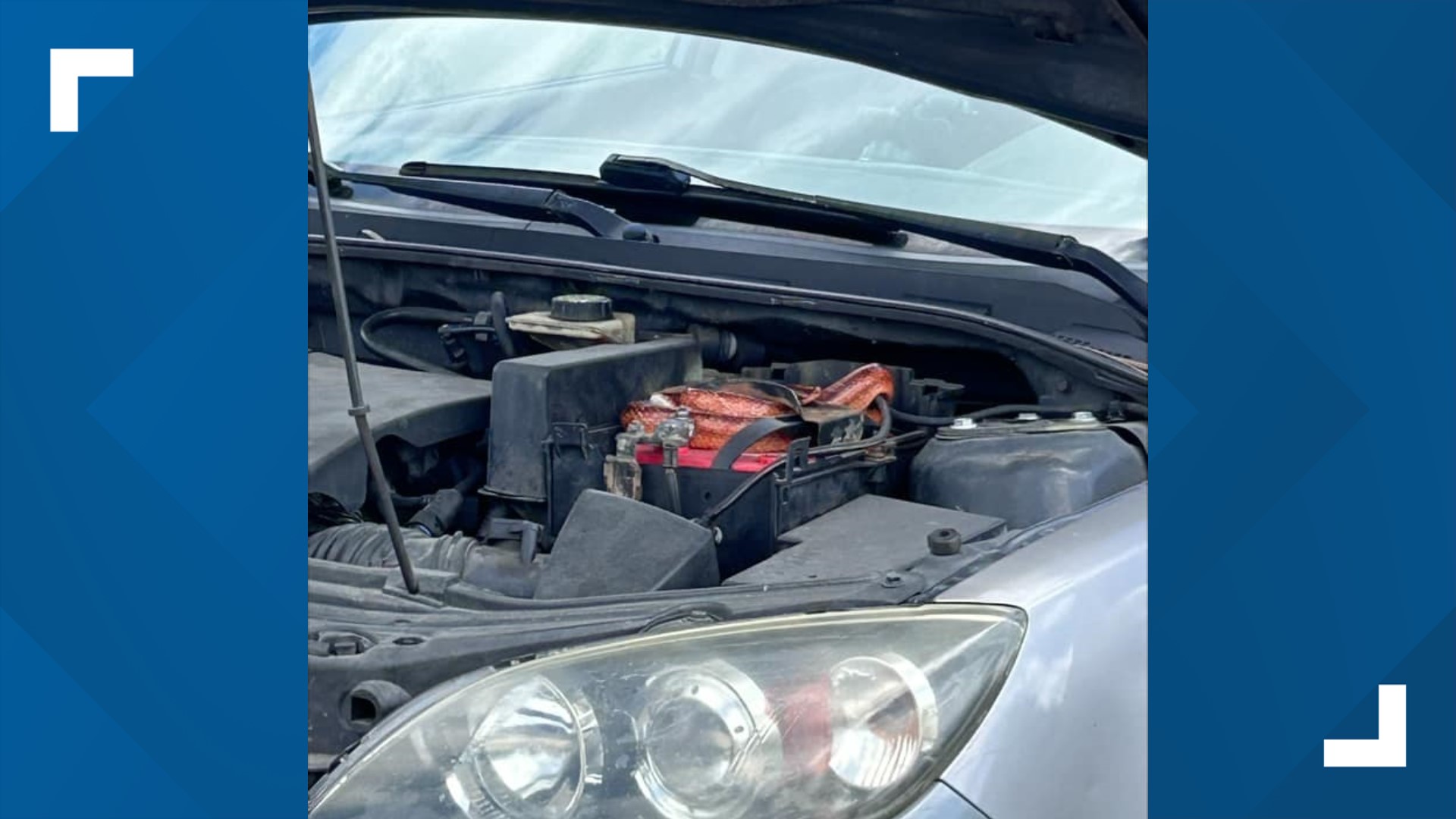 Red rat snake found in car engine in Lehigh Acres | wtsp.com