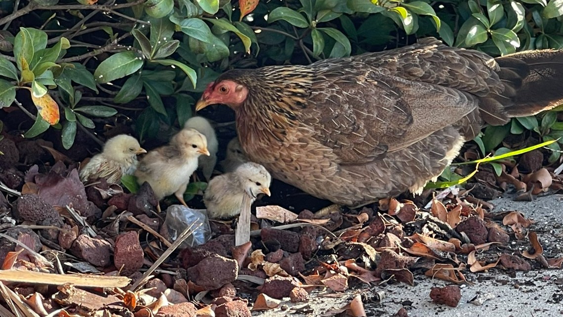 Firefighters rescue baby chickens from Ybor City storm drain | wtsp.com