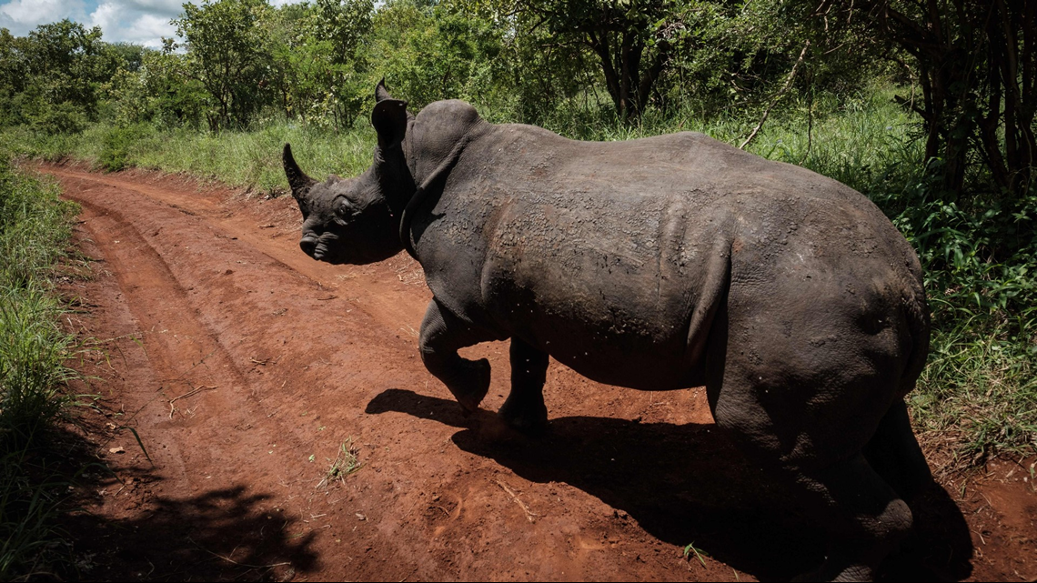 Child injured after falling into rhino exhibit at Brevard Zoo in ...
