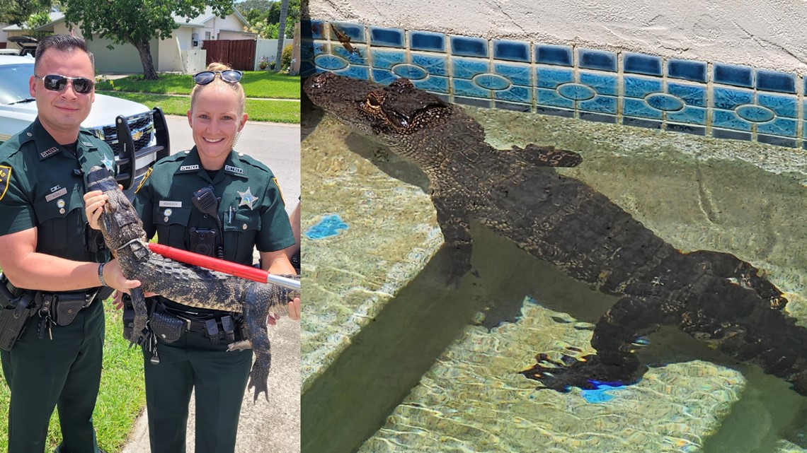 Small alligator removed from Pinellas County pool | wtsp.com