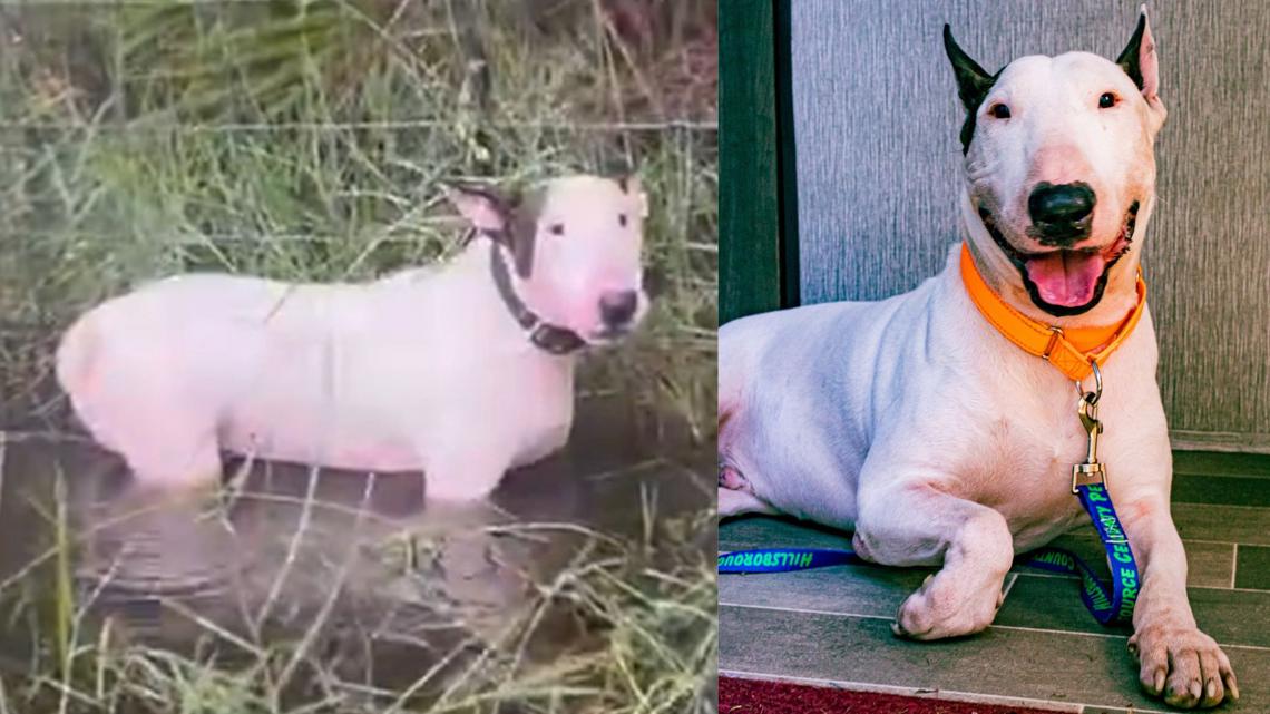 Trooper the dog adopted months after rescue ahead of Milton | wtsp.com