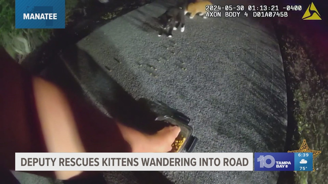 Manatee County deputy rescues kittens from busy road | wtsp.com
