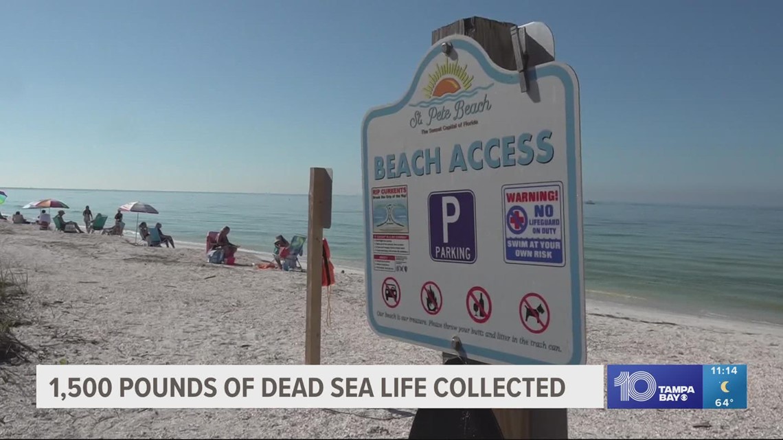 FWC: 1,500 pounds of dead sea life collected at Pass-A-Grille | wtsp.com