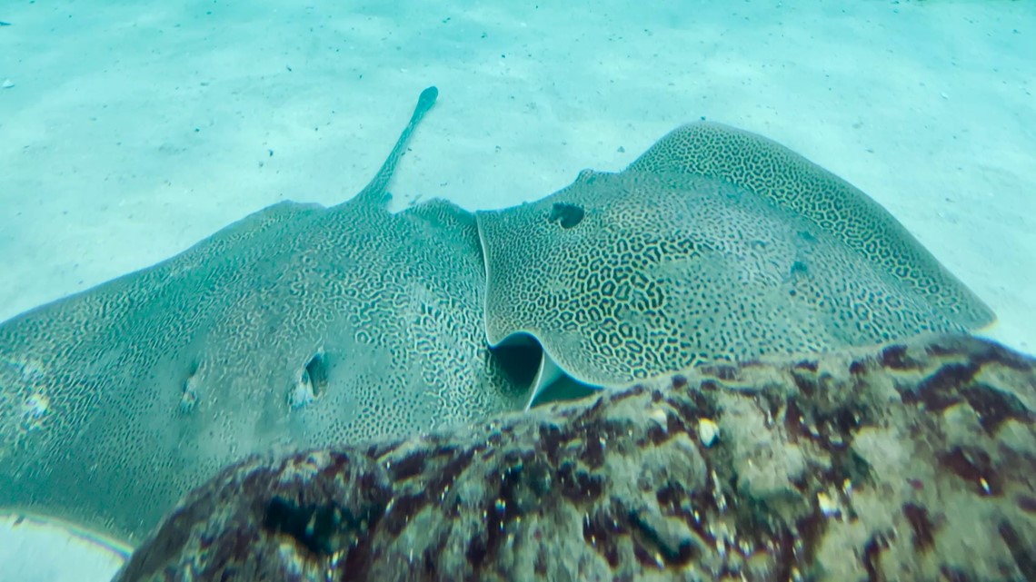 The Florida Aquarium welcomes 2 honeycomb stingrays | wtsp.com