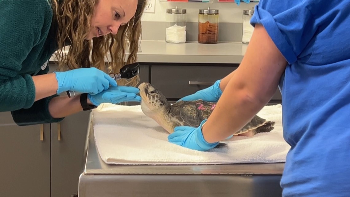 52 cold-stunned sea turtles flown from New England to Florida | wtsp.com