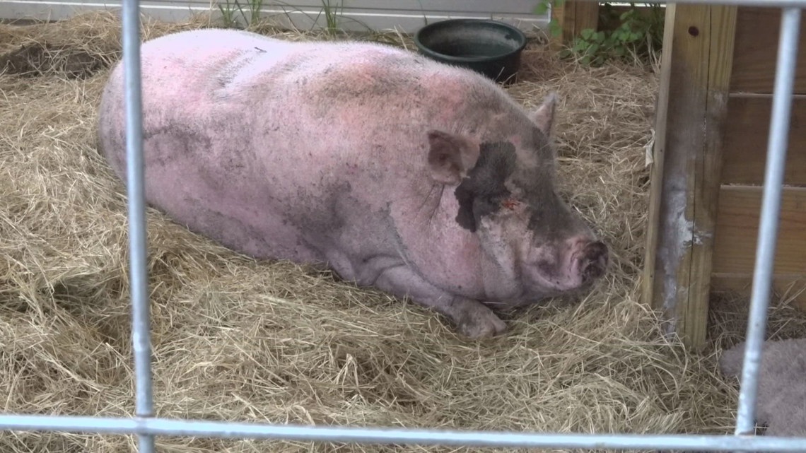 SPCA Tampa Bay cited by animal services after videos of sunburned pig ...