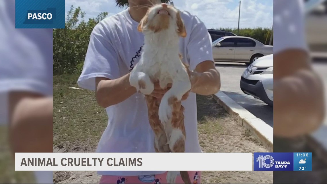 Woman claims animal cruelty after watching a man throw a cat in the ...
