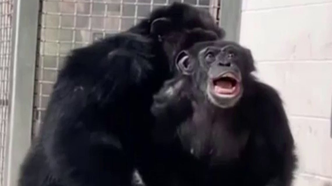 28-year-old chimpanzee sees open sky for first time after rescue | wtsp.com