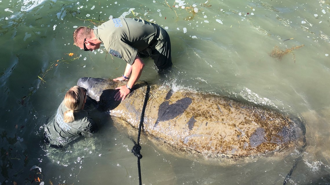 Florida deputies save manatee by holding head for 2 hours | wtsp.com