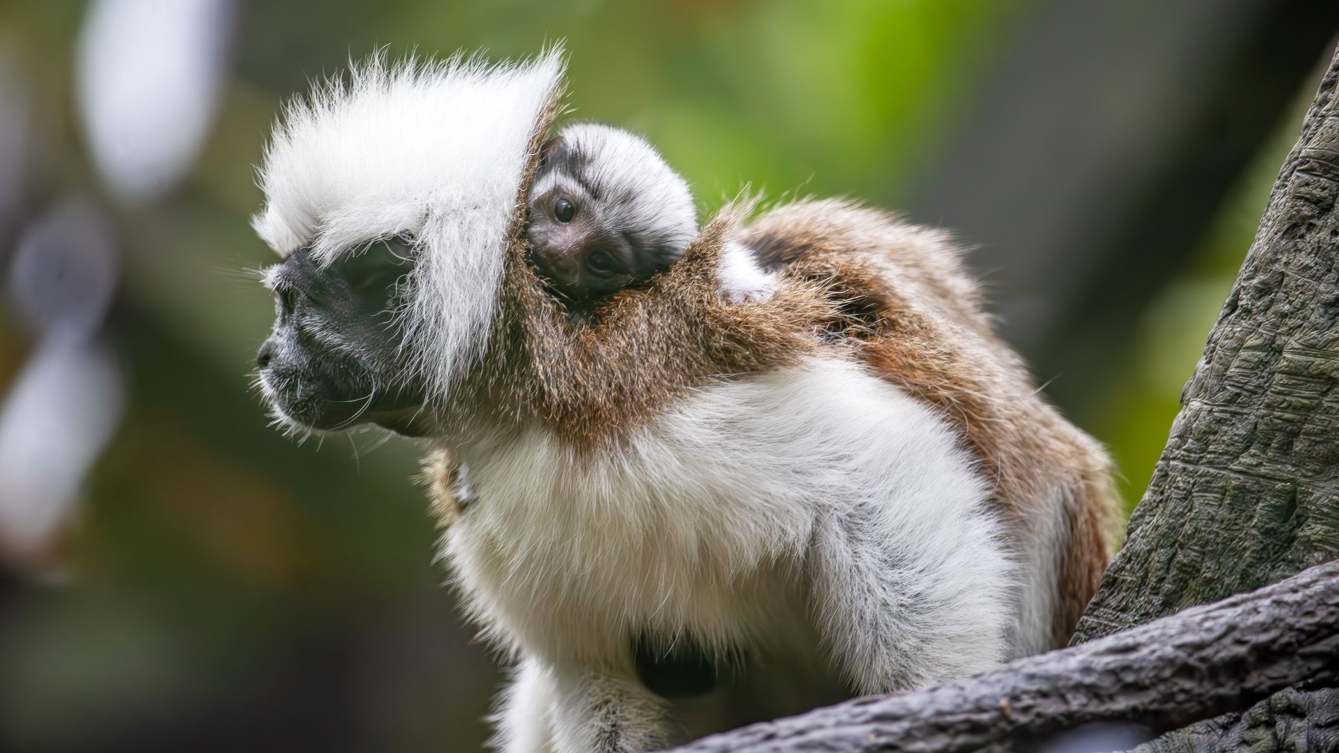 2 baby monkeys part of endangered species born at Brevard Zoo | wtsp.com
