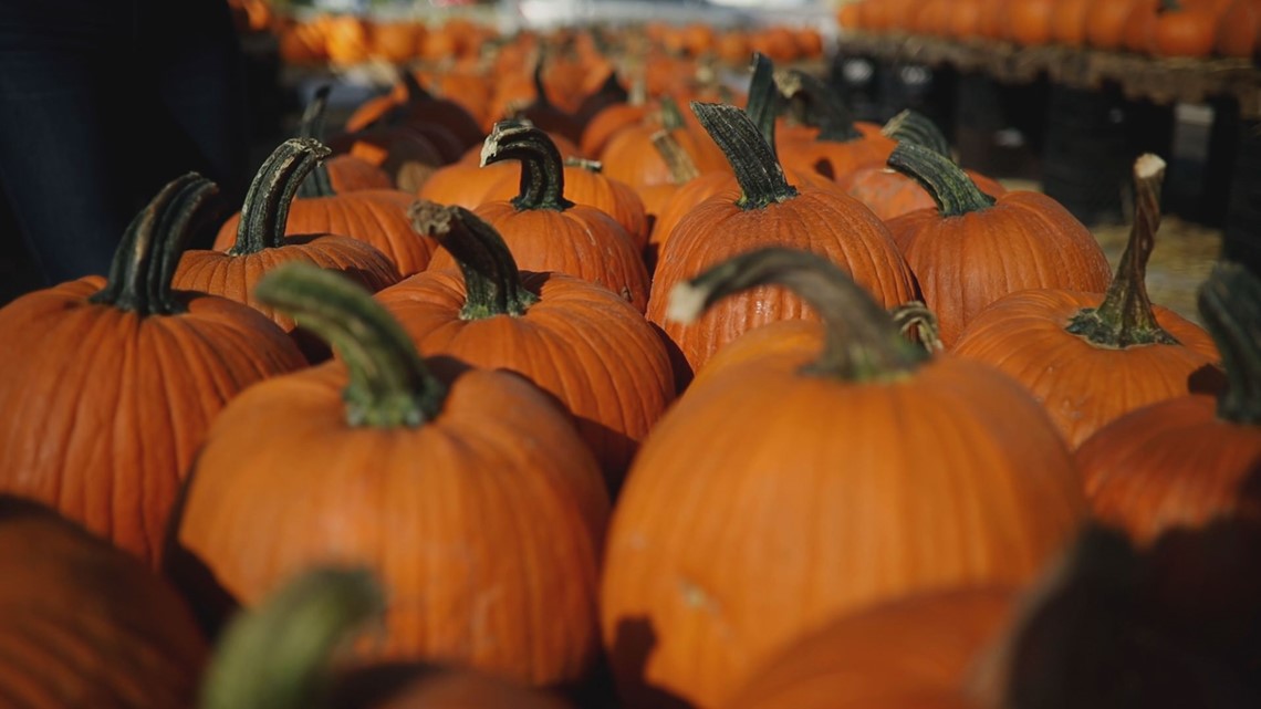 Best pumpkin patches to visit in Florida? | wtsp.com