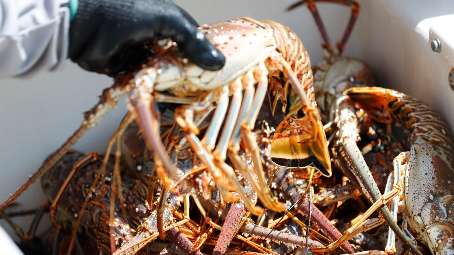 This spiny lobster season, Florida wants to protect its coral | wtsp.com