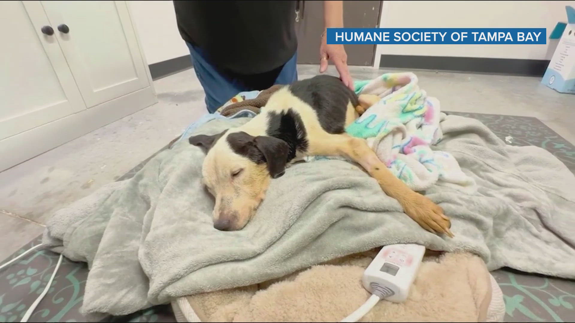 3 dogs found abandoned in the woods in Tampa Bay area | wtsp.com
