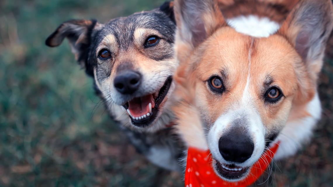 What is pythiosis? How to prevent it | wtsp.com