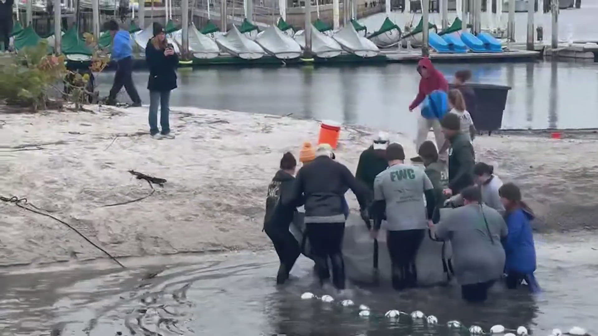 Manatee rescued from cold waters in St. Pete is recovering | wtsp.com