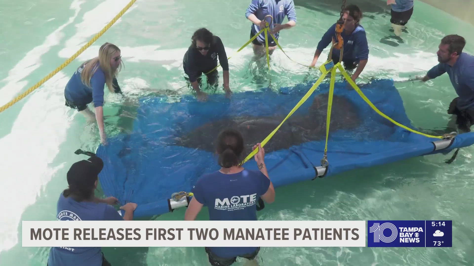 Mote releases two manatees after rehabilitation efforts in Sarasota ...