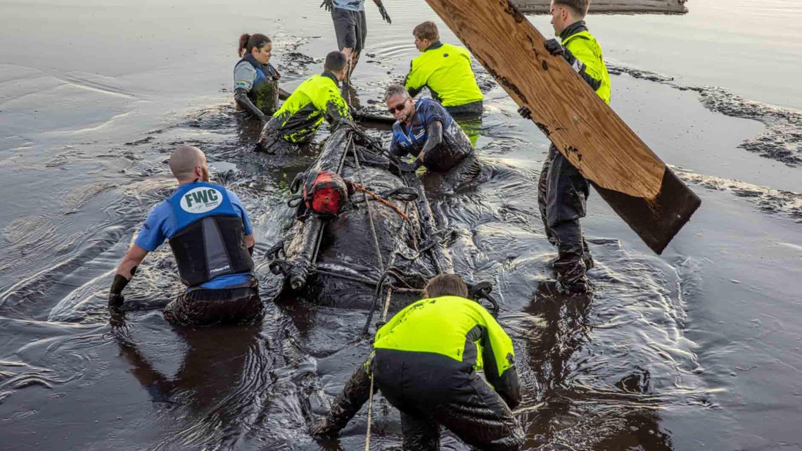 Manatee rescued after getting caught in Florida river's mud banks ...