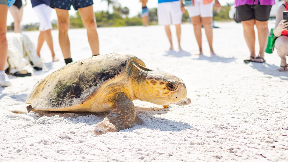 2 loggerhead sea turtles released off Florida coast | wtsp.com