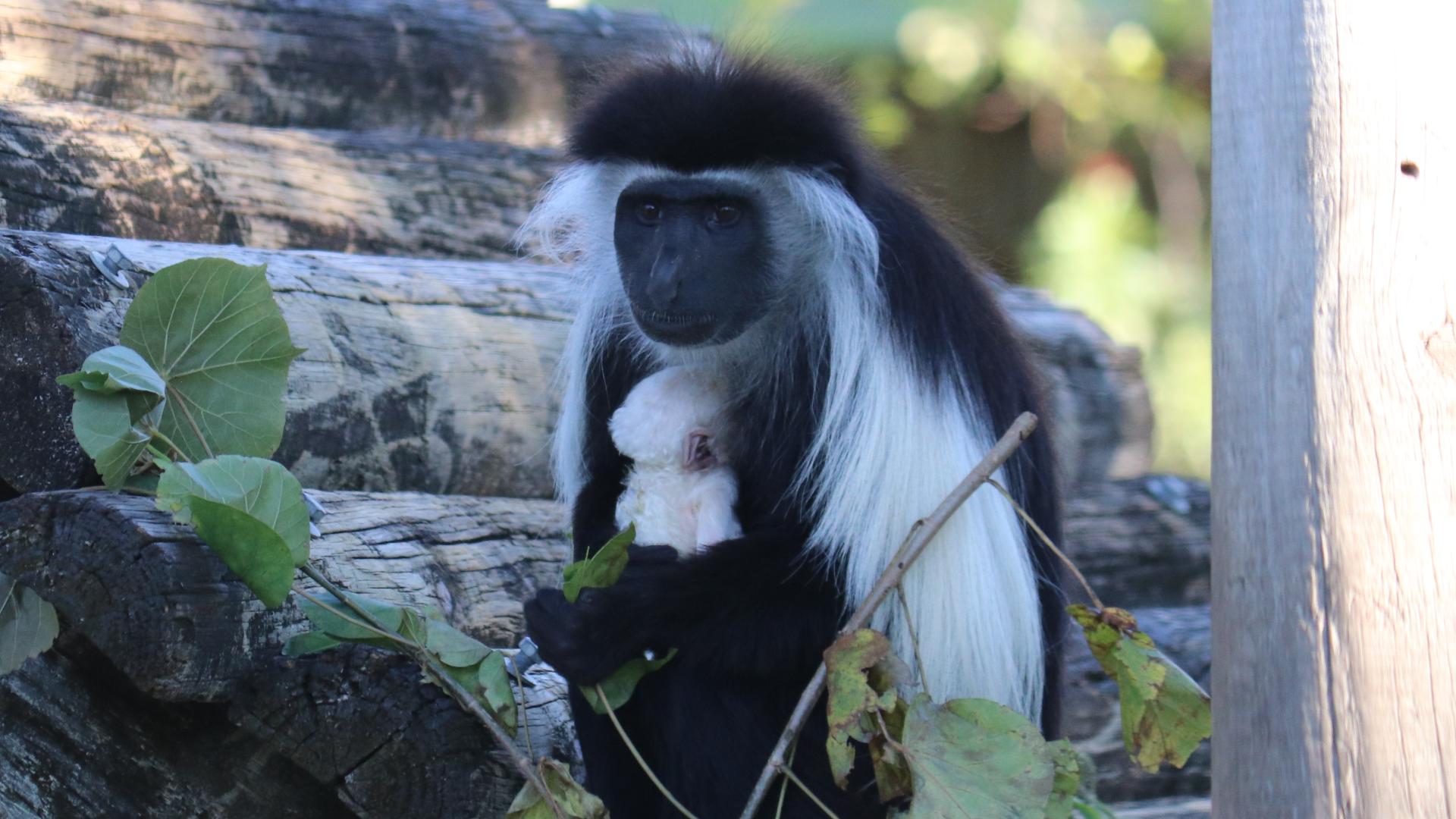 'Christmas came early': ZooTampa welcomes new baby monkey | wtsp.com