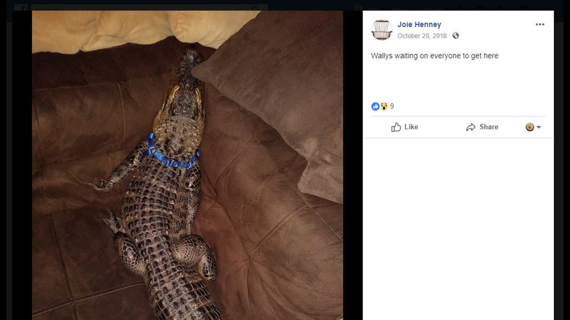 Emotional support alligator named Wally comforts the elderly | wtsp.com