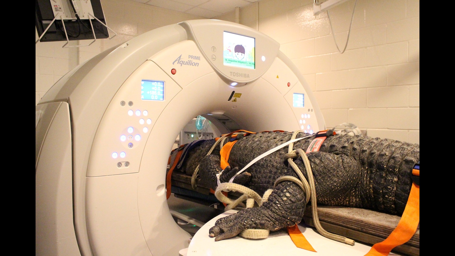 Gallery: Huge alligator gets a CT scan at UF's veterinary school | wtsp.com